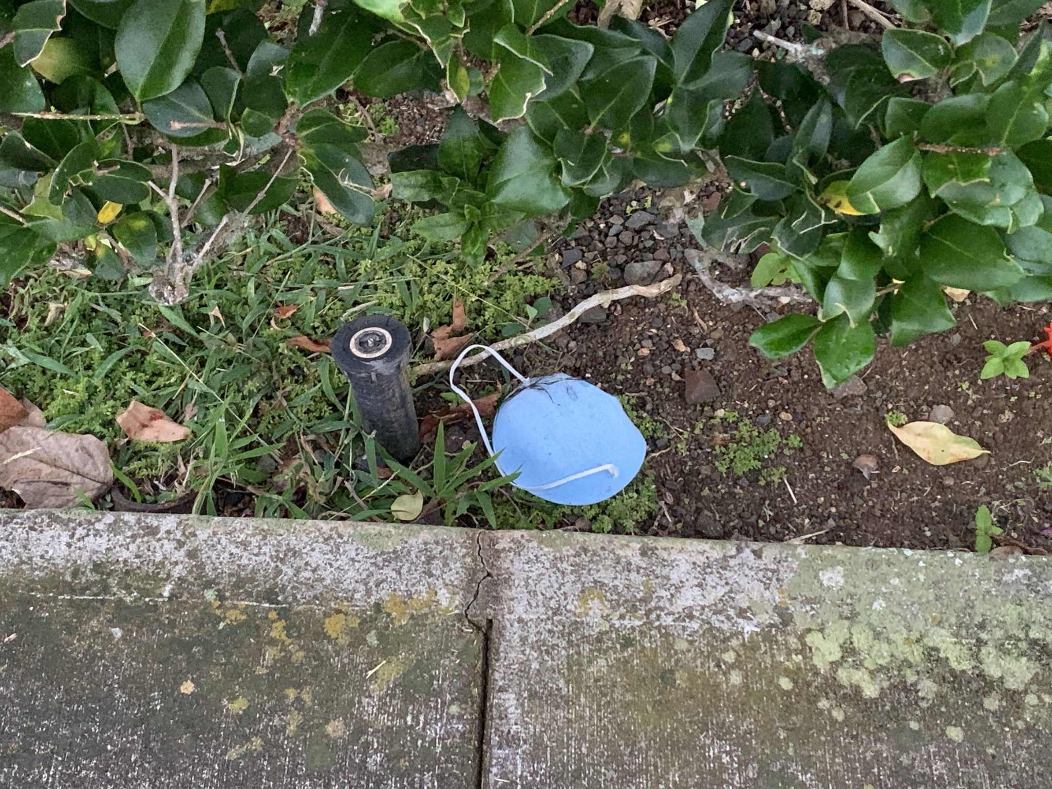 Rona Pic: Hidden Treasure? – Pulpconnection