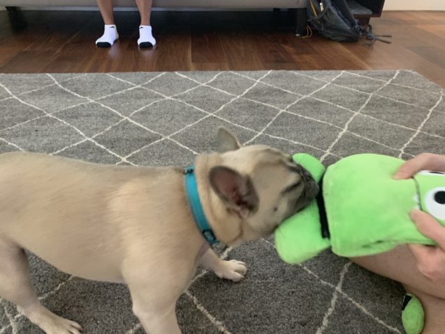 Rona Shock Drop: Flint 13 – Pulpconnection